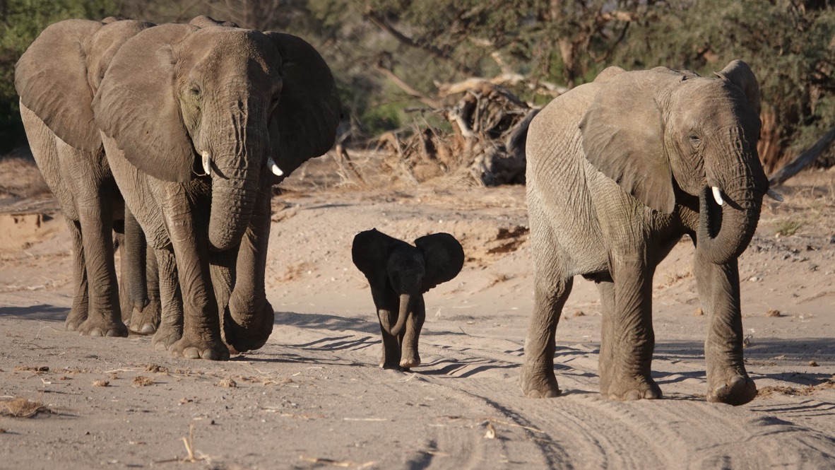 Éléphants du désert | Val's Travel Blog