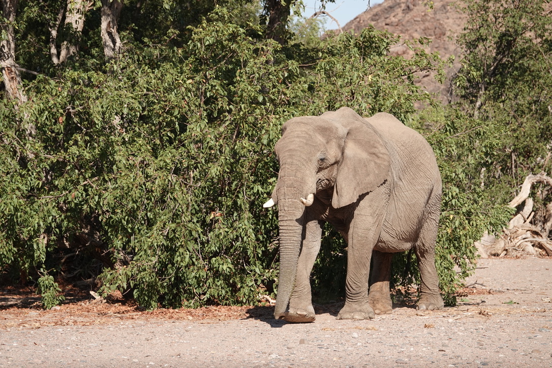 Éléphants du désert | Val's Travel Blog
