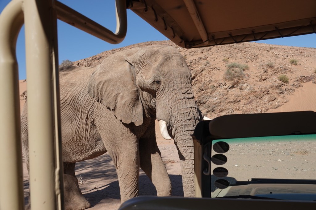 Éléphants du désert | Val's Travel Blog