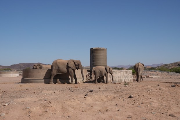 Éléphants du désert | Val's Travel Blog