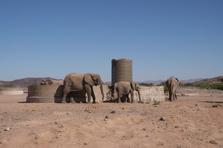 Éléphants du désert | Val's Travel Blog