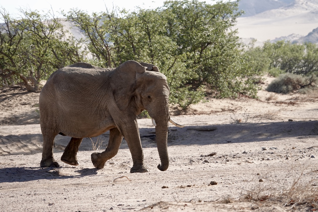 Éléphants du désert | Val's Travel Blog