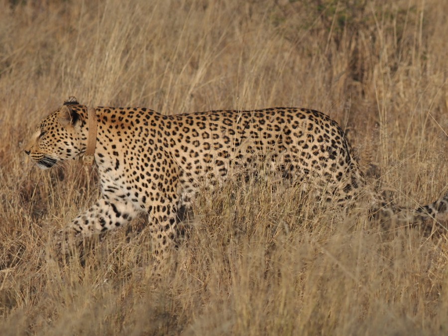 Leopard tracking | Val's Travel Blog