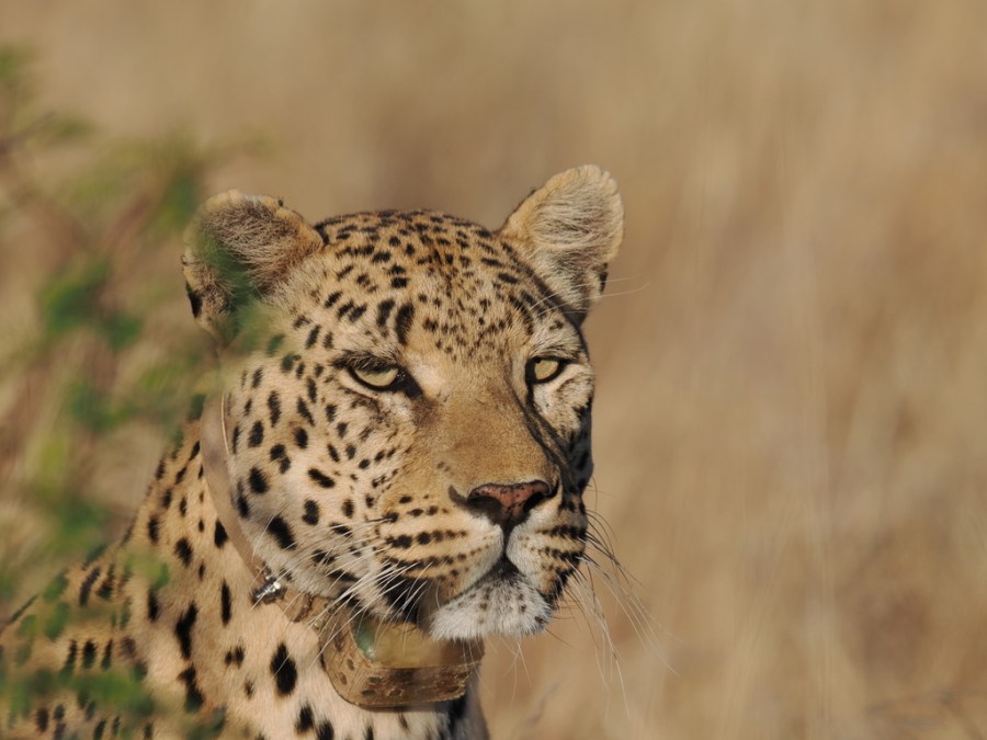 Leopard tracking | Val's Travel Blog